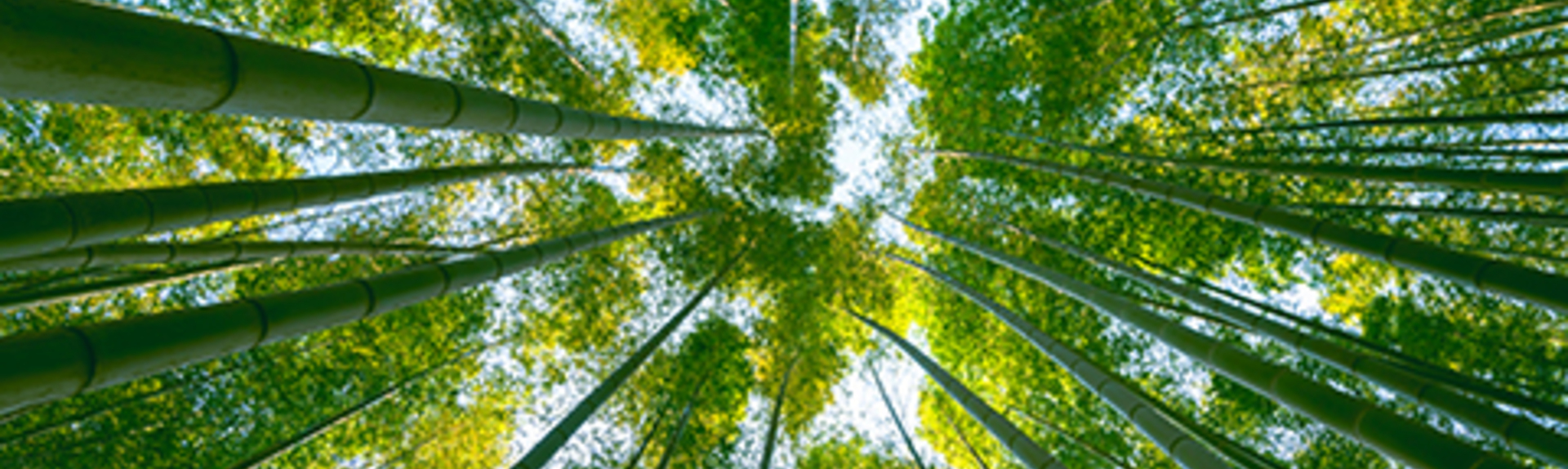 Ecodesign ed LCA | Forever Bambù